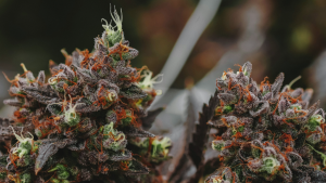 Black Cherry Runtz Strain | Complete Review and Effects